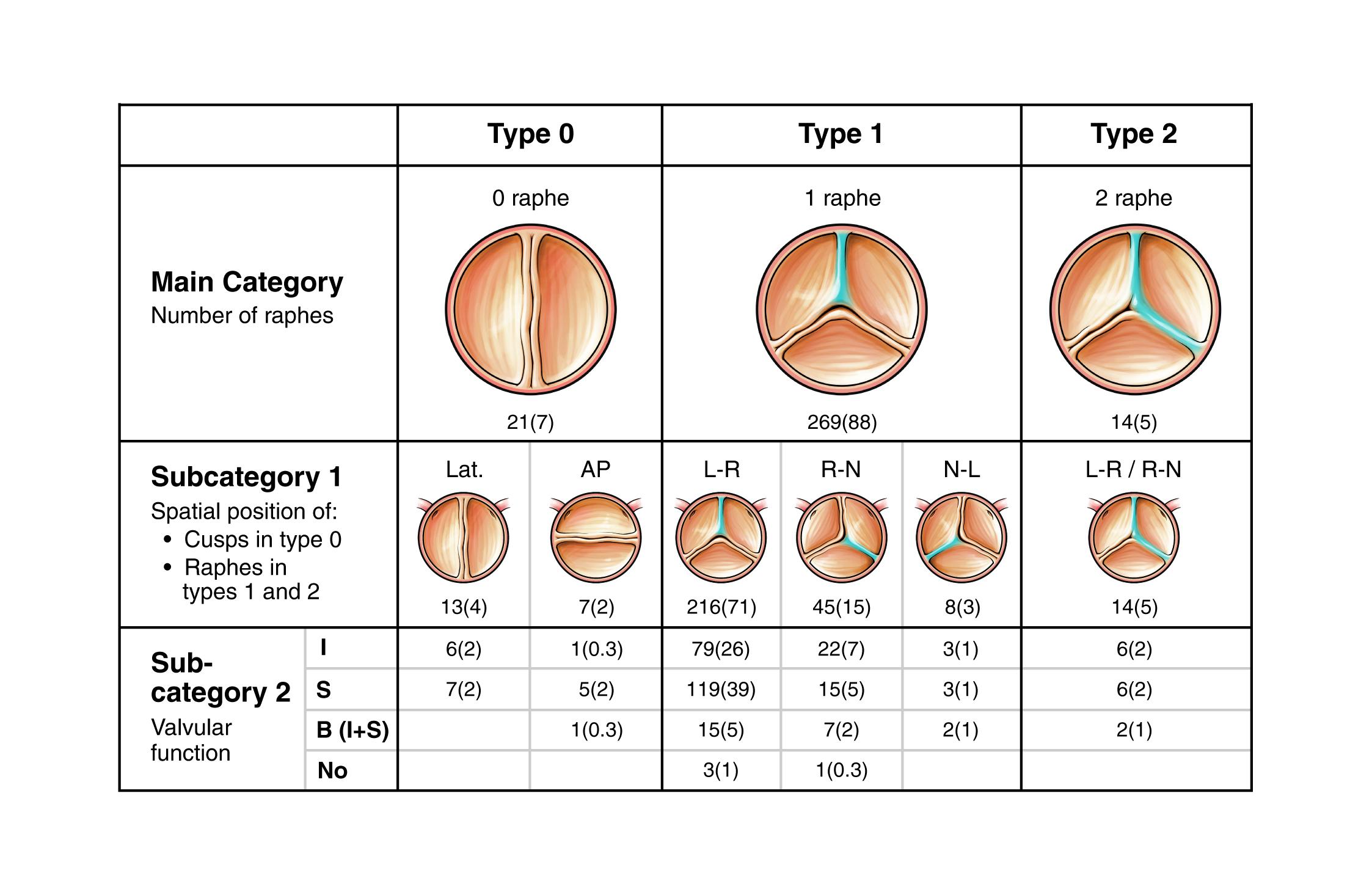 bicuspid valve type