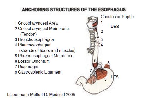 esophagus constriction length